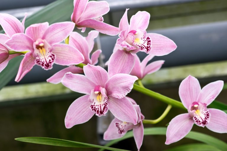 Orchideen (Orchidaceae) - Gattungen und Pflege bei Gartentipps.net