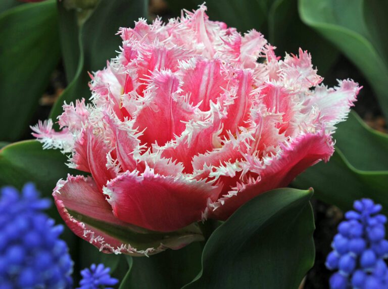 Gefüllte Tulpen für den Garten - blühende Frühlingsgefühle im Herbst ...