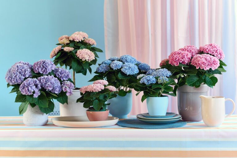 Hortensie Im Zimmer